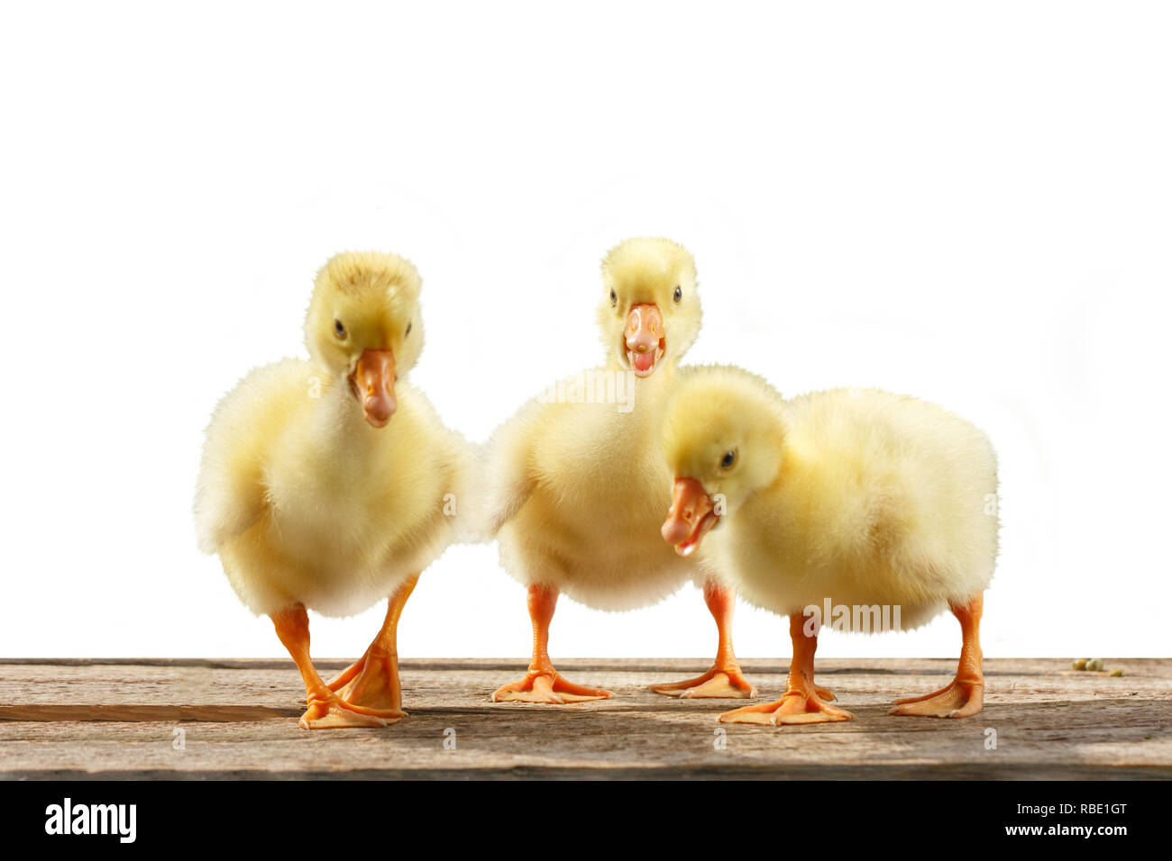 yellow baby geese ducks on a white background isolation Stock Photo - Alamy