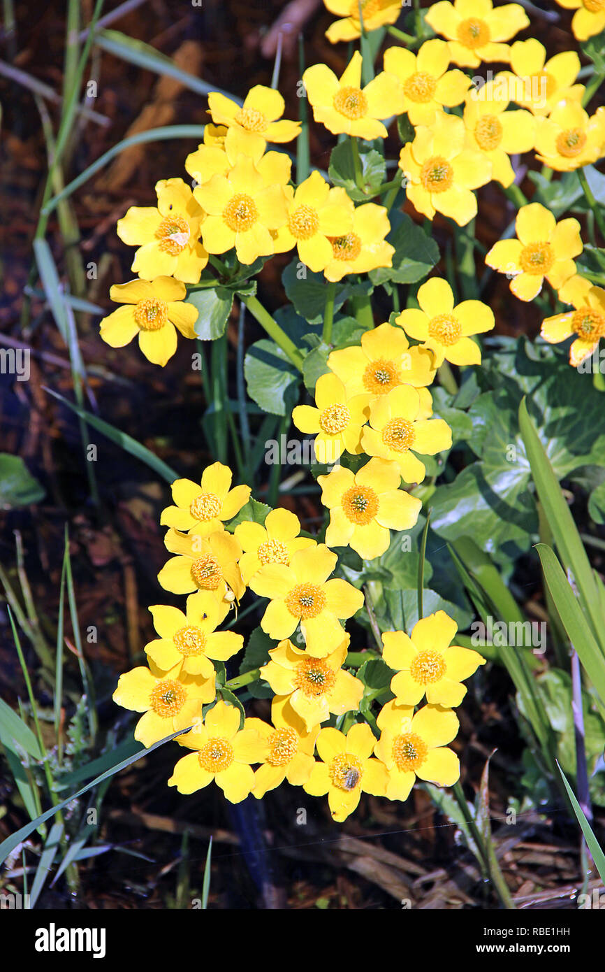 Caltha palustris growing in swamp closeup. Spring flowers. Marsh ...