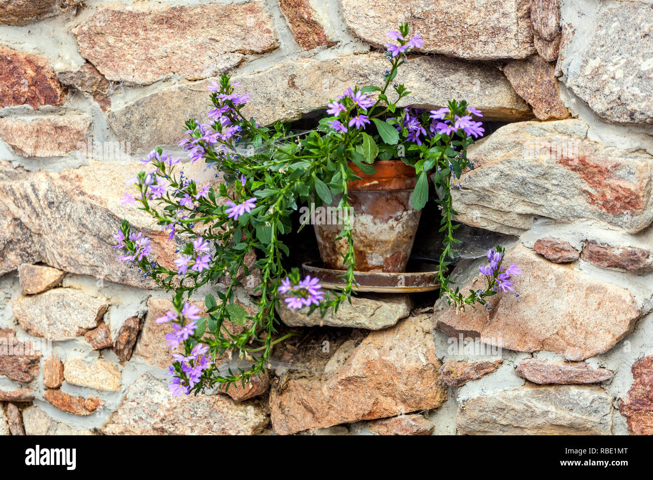 Stone wall flowers hi-res stock photography and images - Alamy