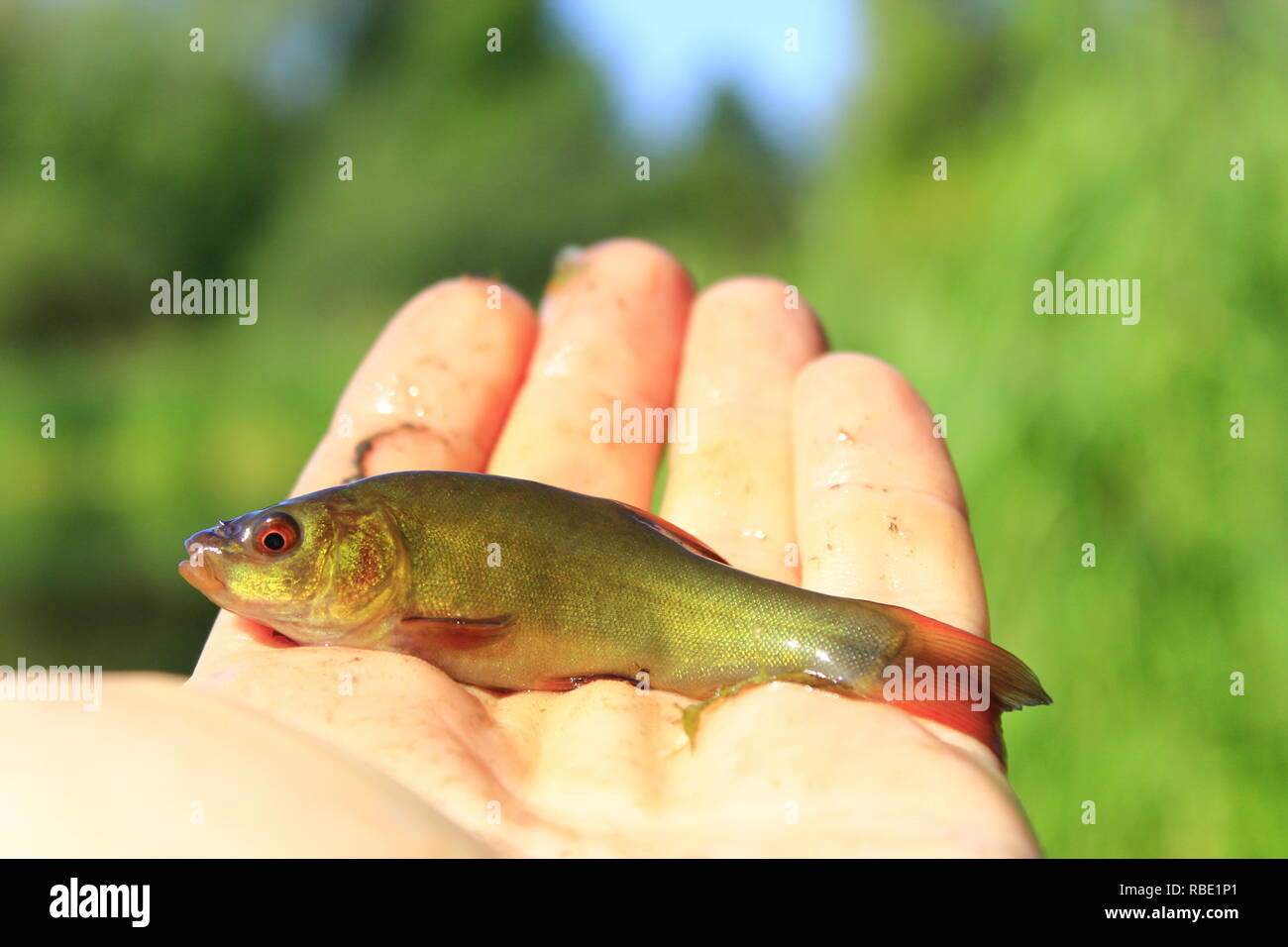 Tench Fish
