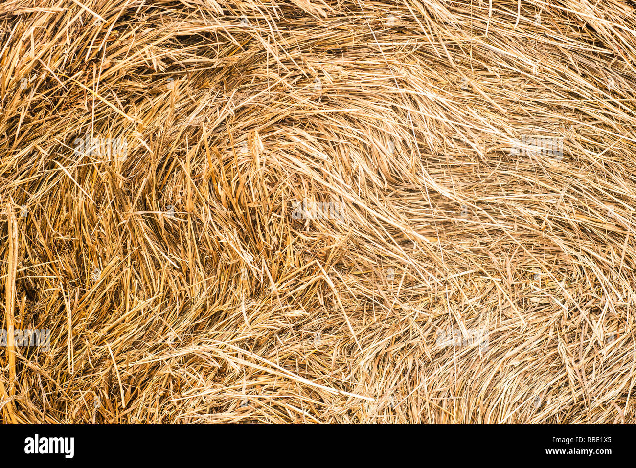 straw, dry straw texture background, vintage style for design Stock ...