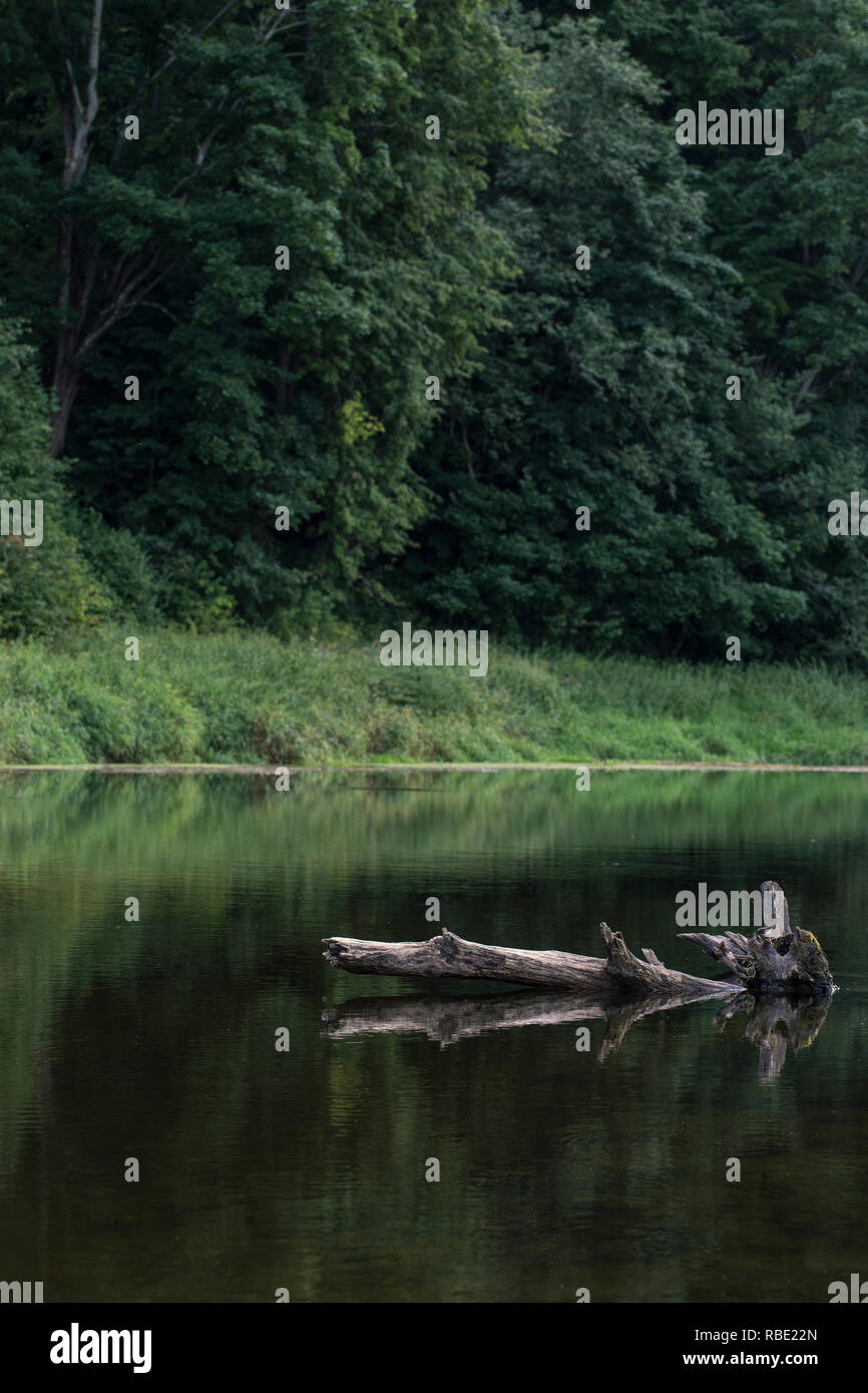 Scary log hi-res stock photography and images - Alamy
