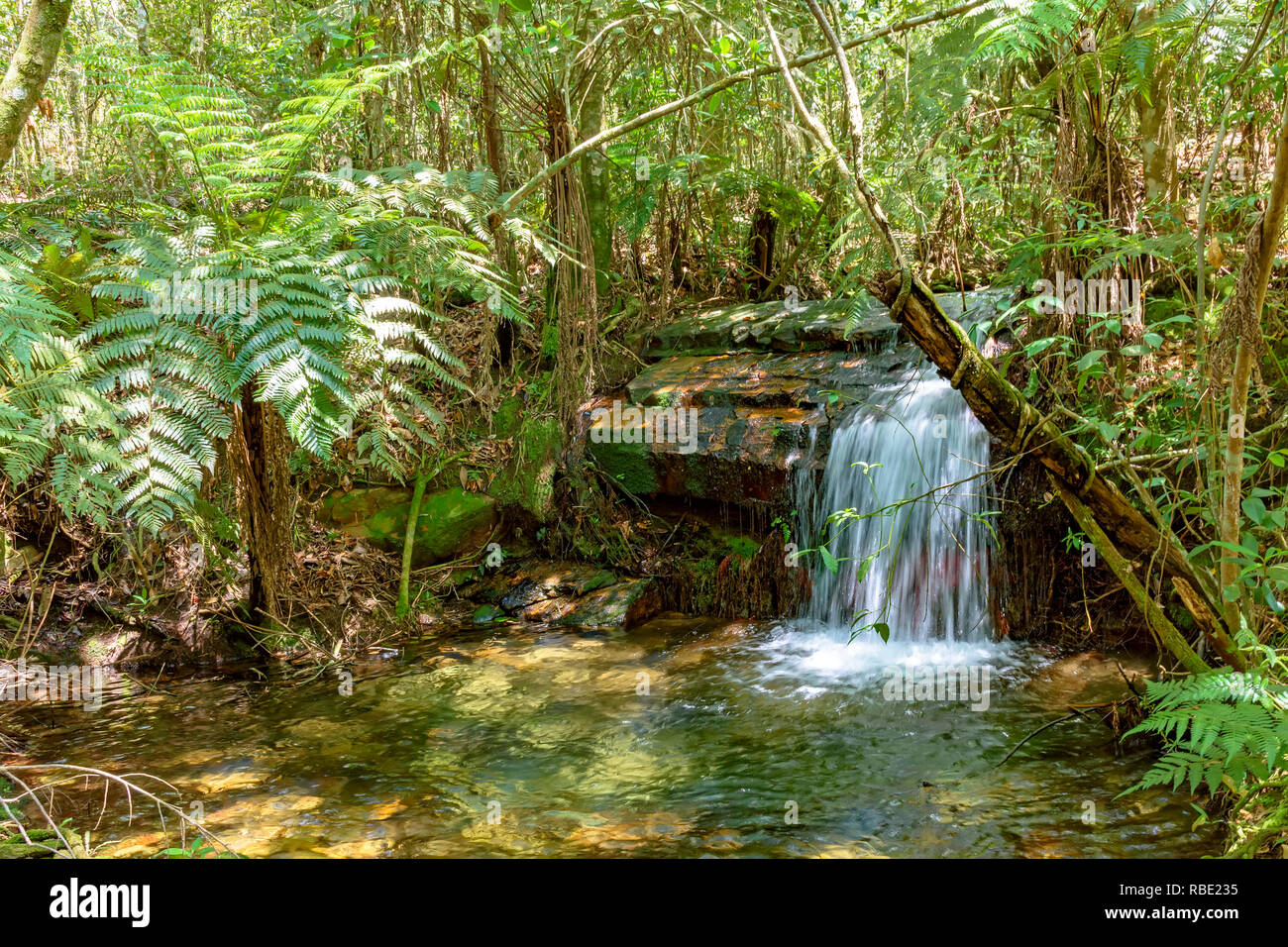 Small cascade in the interior of the forest illuminated by spindles of ...