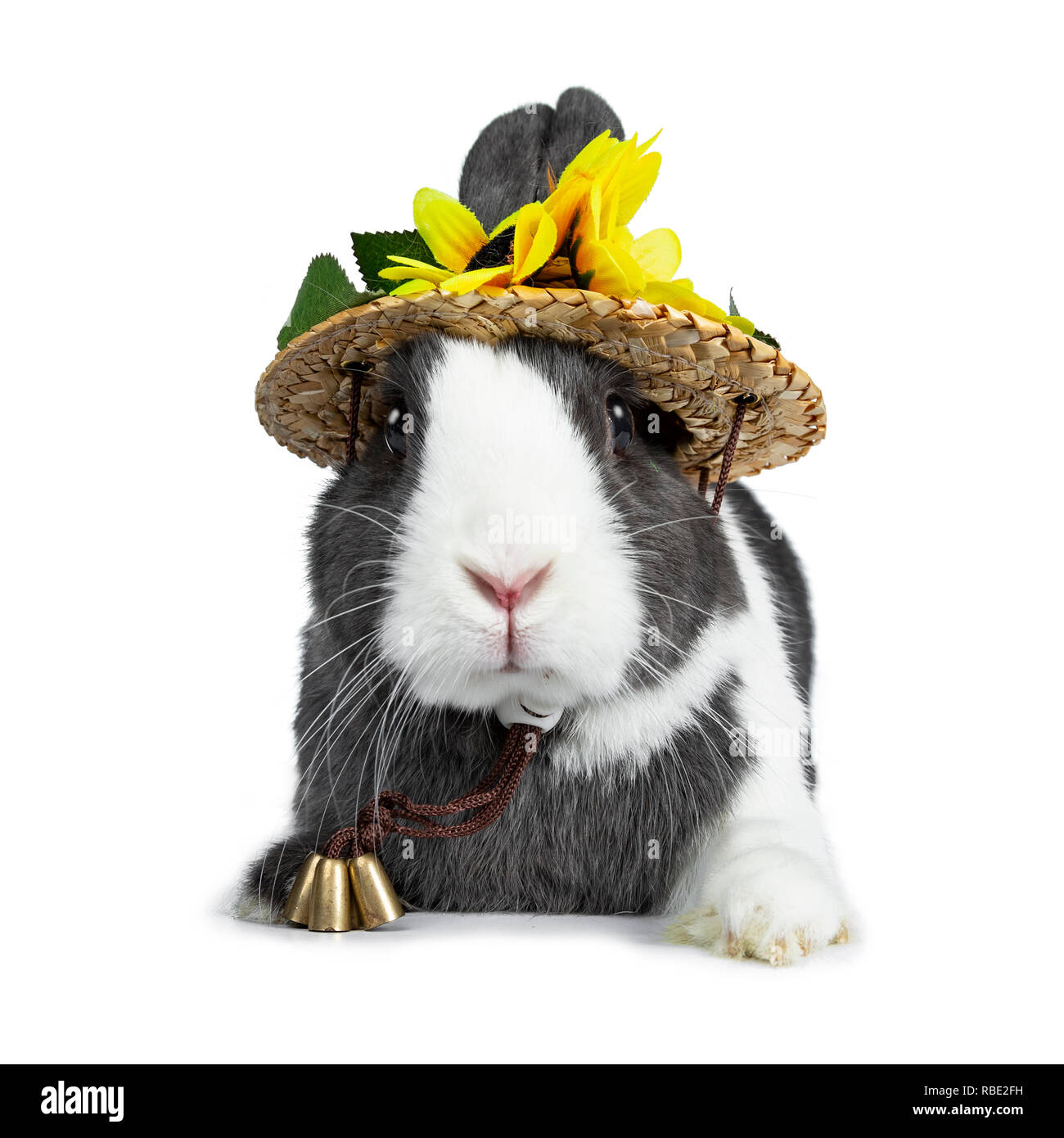 Front facing rabbit hi-res stock photography and images - Alamy