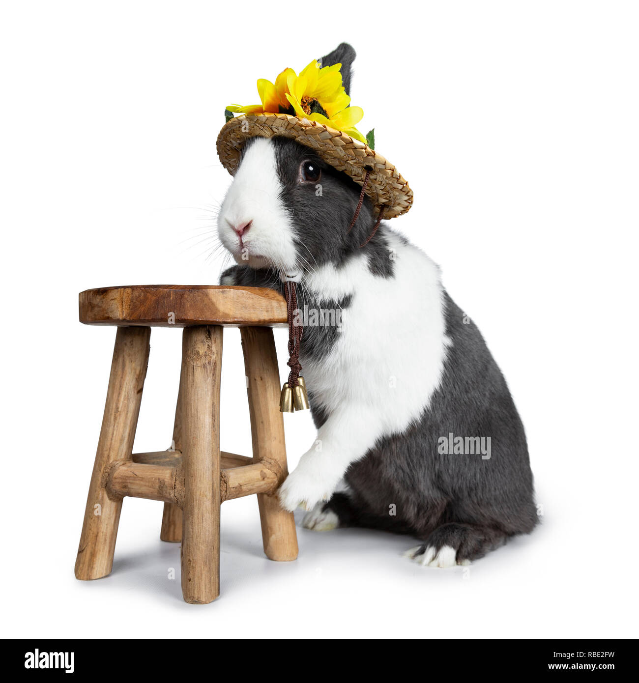 Cute grey with white European rabbit, Standing side ways with front ...