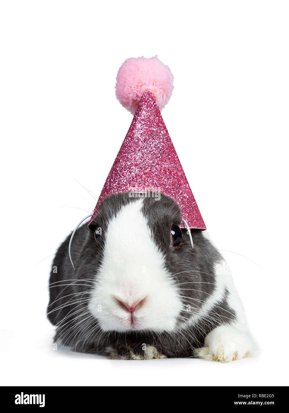 White rabbit pink eyes hi-res stock photography and images - Alamy