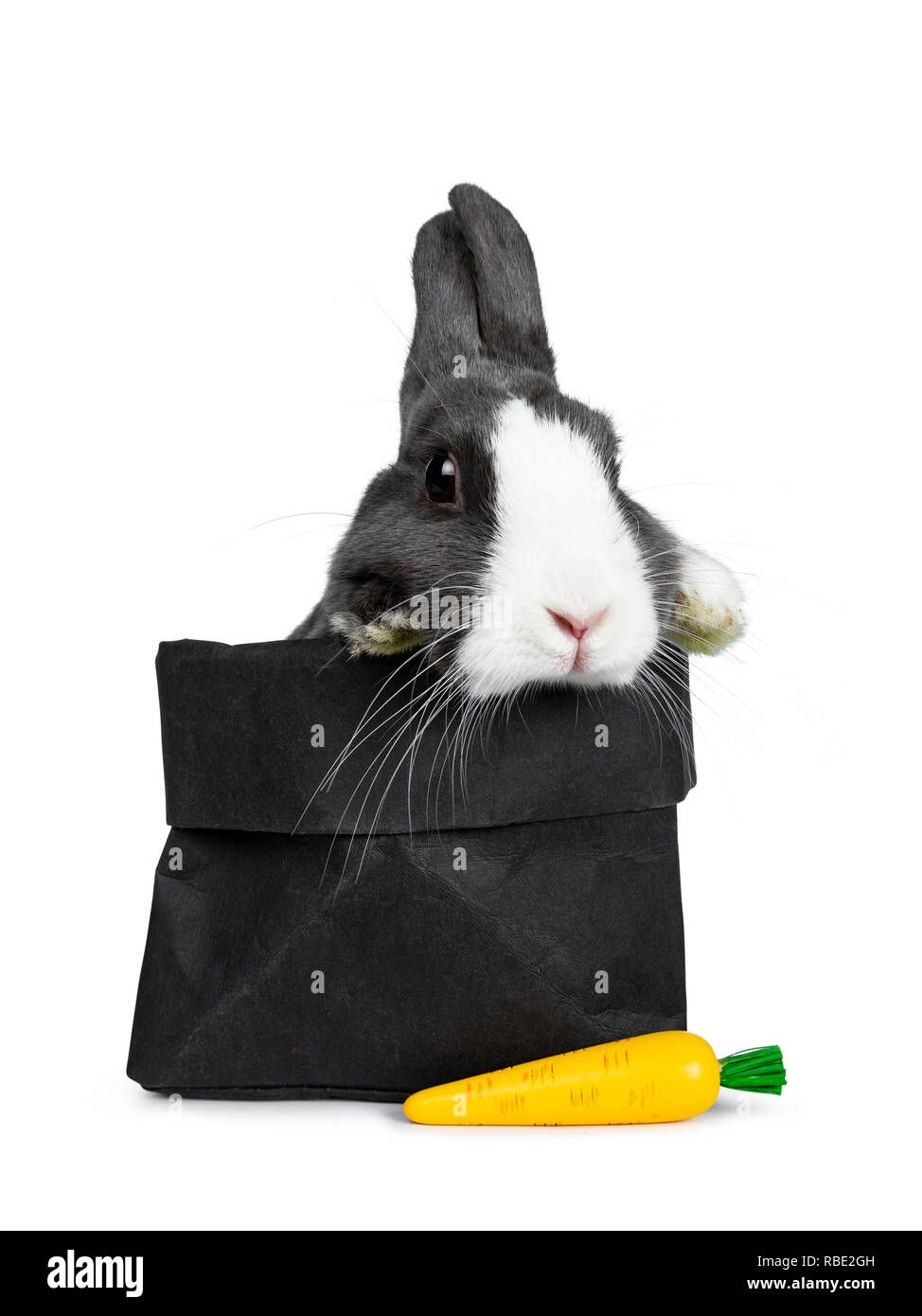 Rabbit facing camera carrot Cut Out Stock Images & Pictures - Alamy