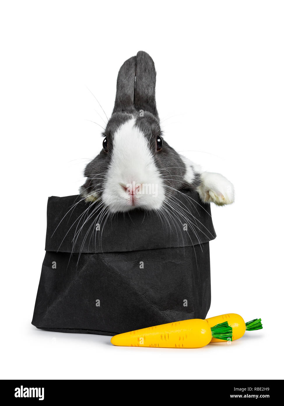 Black rabbit with white nose hi-res stock photography and images - Alamy