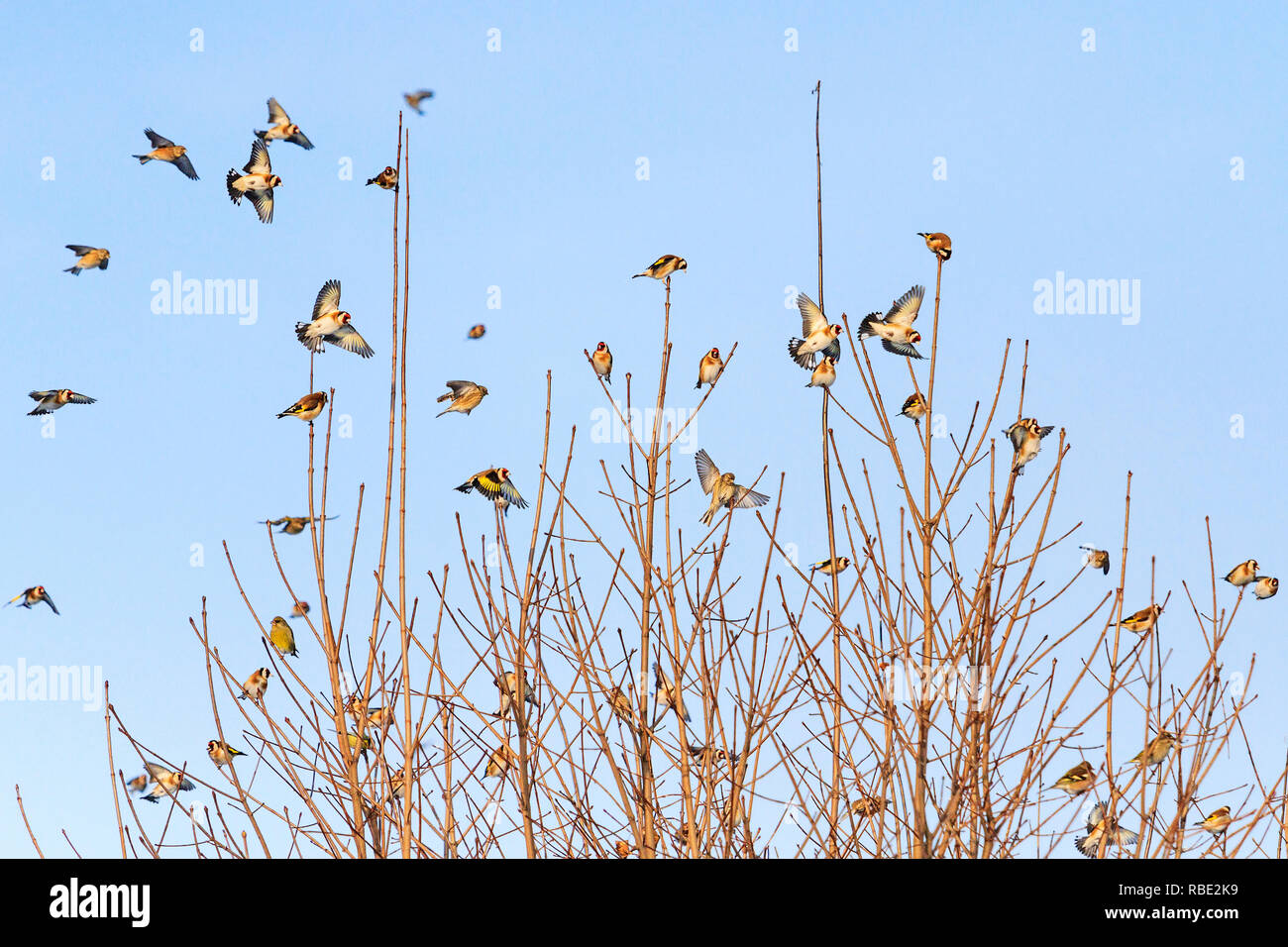 colored flock of birds sits on tree, beautiful birds Stock Photo - Alamy