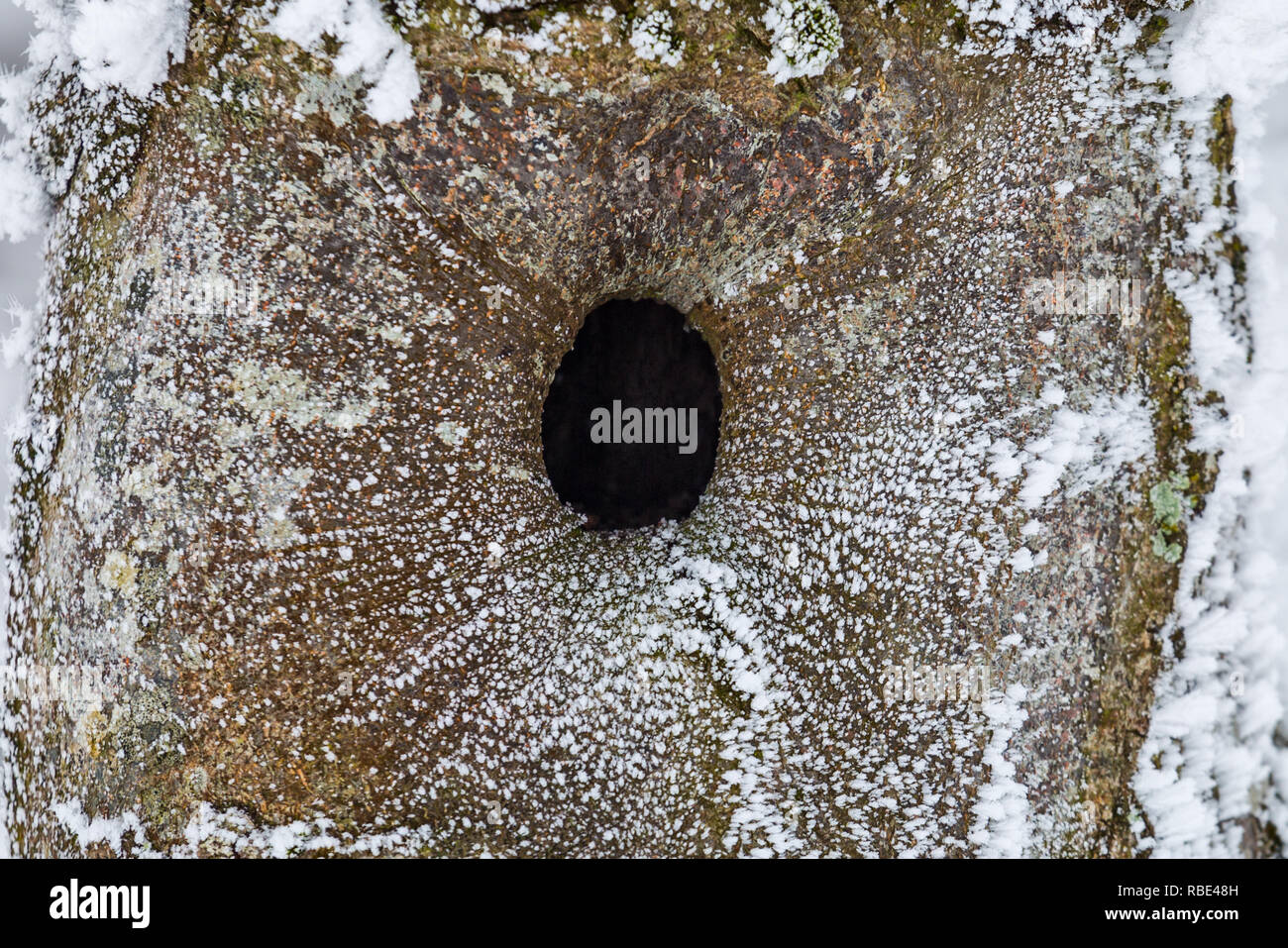 Circular hole on a tree trunk as scar Stock Photo - Alamy