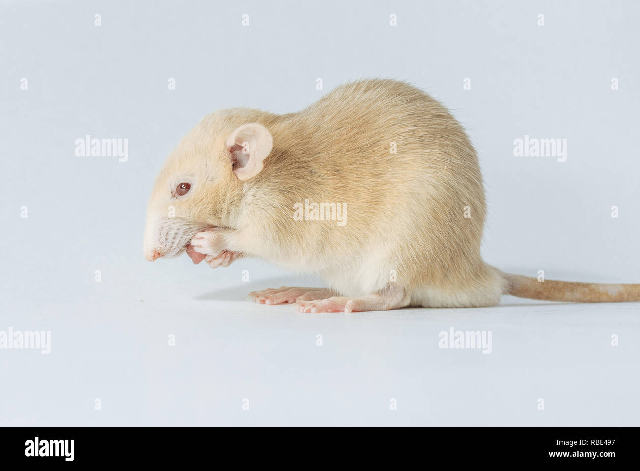 white laboratory rat mouse with red eyes isolated on white background ...
