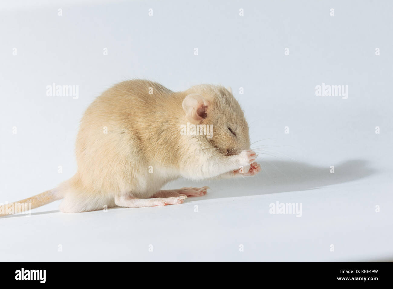 white laboratory rat mouse with red eyes isolated on white background ...