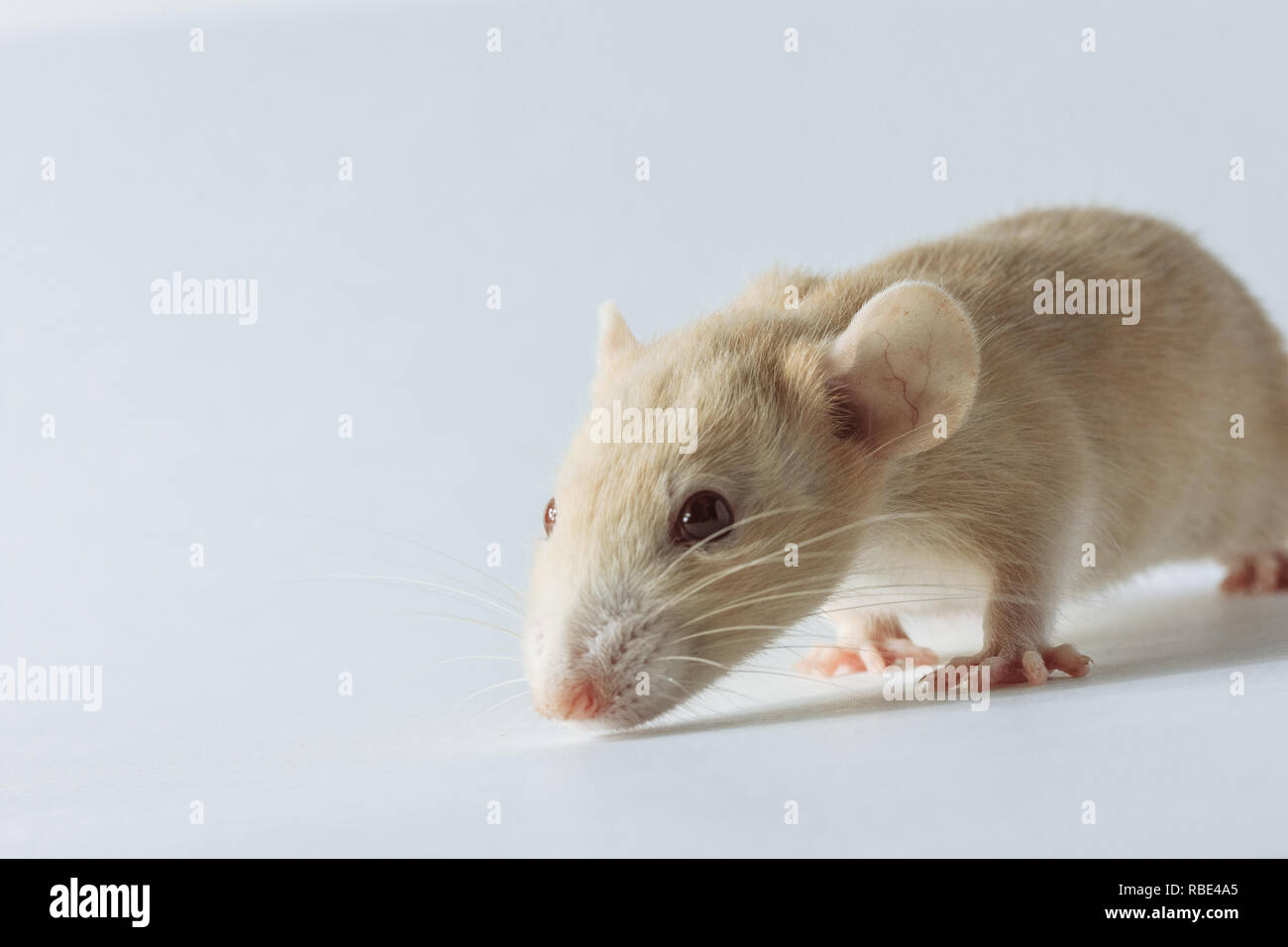 white laboratory rat mouse with red eyes isolated on white background ...