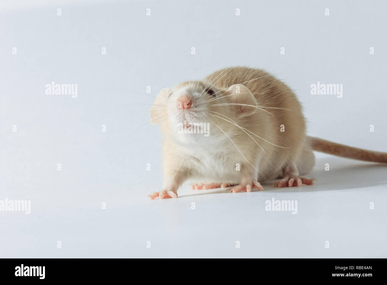 Lab mice hi-res stock photography and images - Alamy