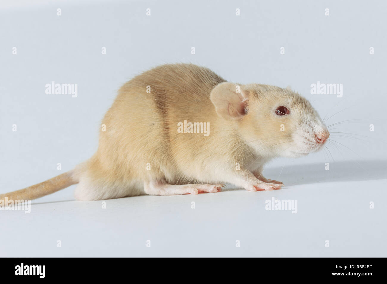 white laboratory rat mouse with red eyes isolated on white background ...