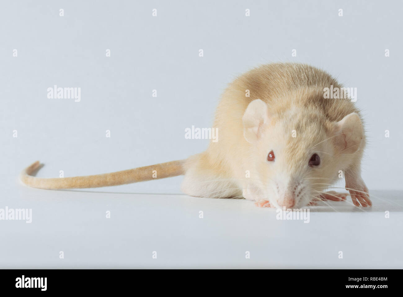 white laboratory rat mouse with red eyes isolated on white background ...