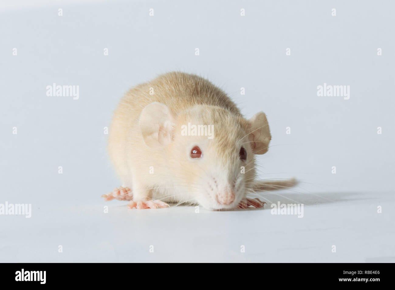white laboratory rat mouse with red eyes isolated on white background ...
