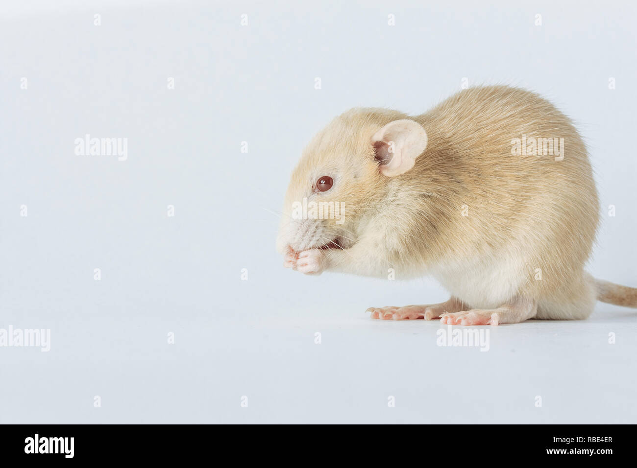 white laboratory rat mouse with red eyes isolated on white background ...