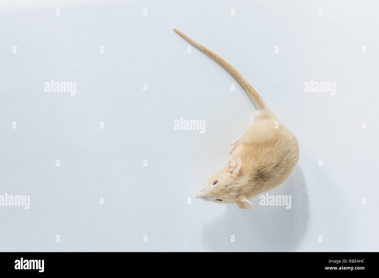 white laboratory rat mouse with red eyes isolated on white background ...