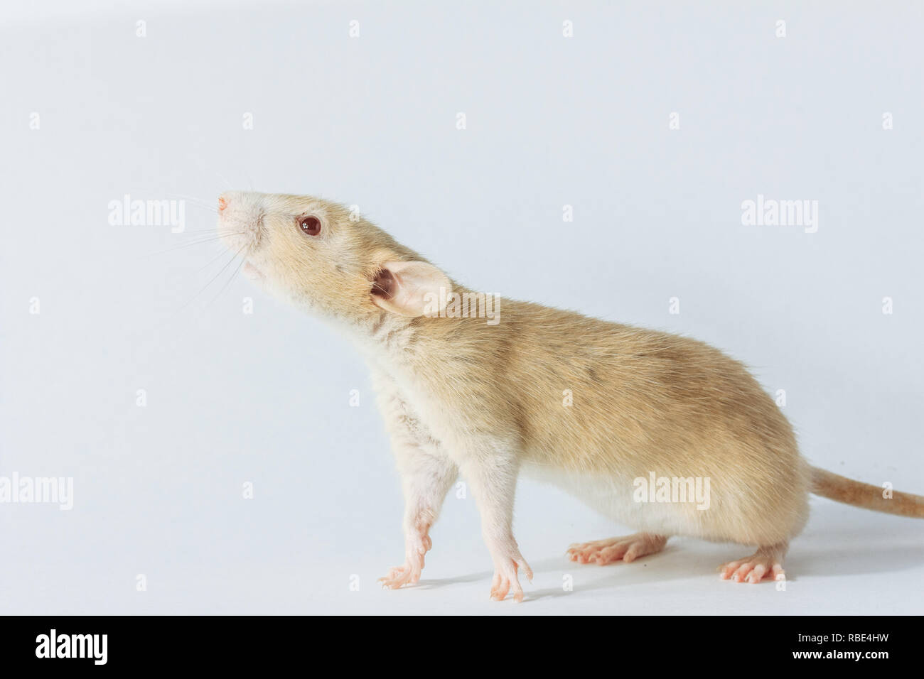 white laboratory rat mouse with red eyes isolated on white background ...