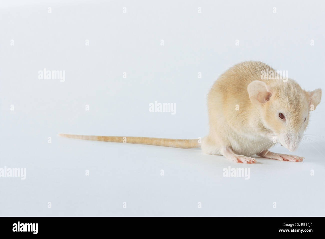 white laboratory rat mouse with red eyes isolated on white background ...