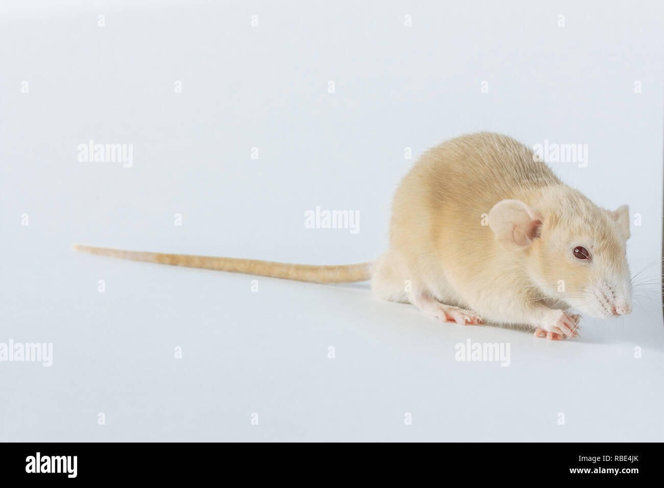white laboratory rat mouse with red eyes isolated on white background ...