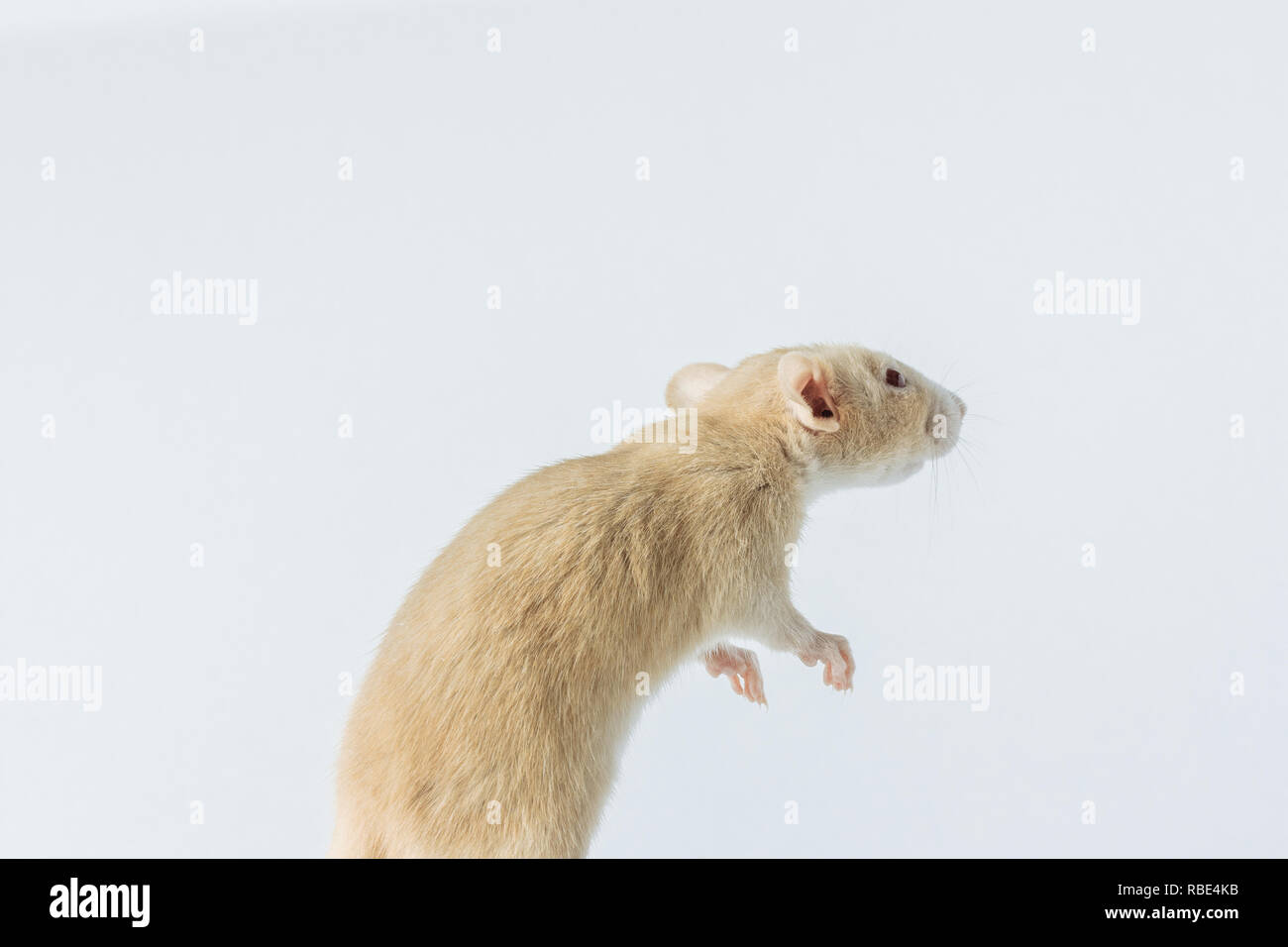 white laboratory rat mouse with red eyes isolated on white background ...