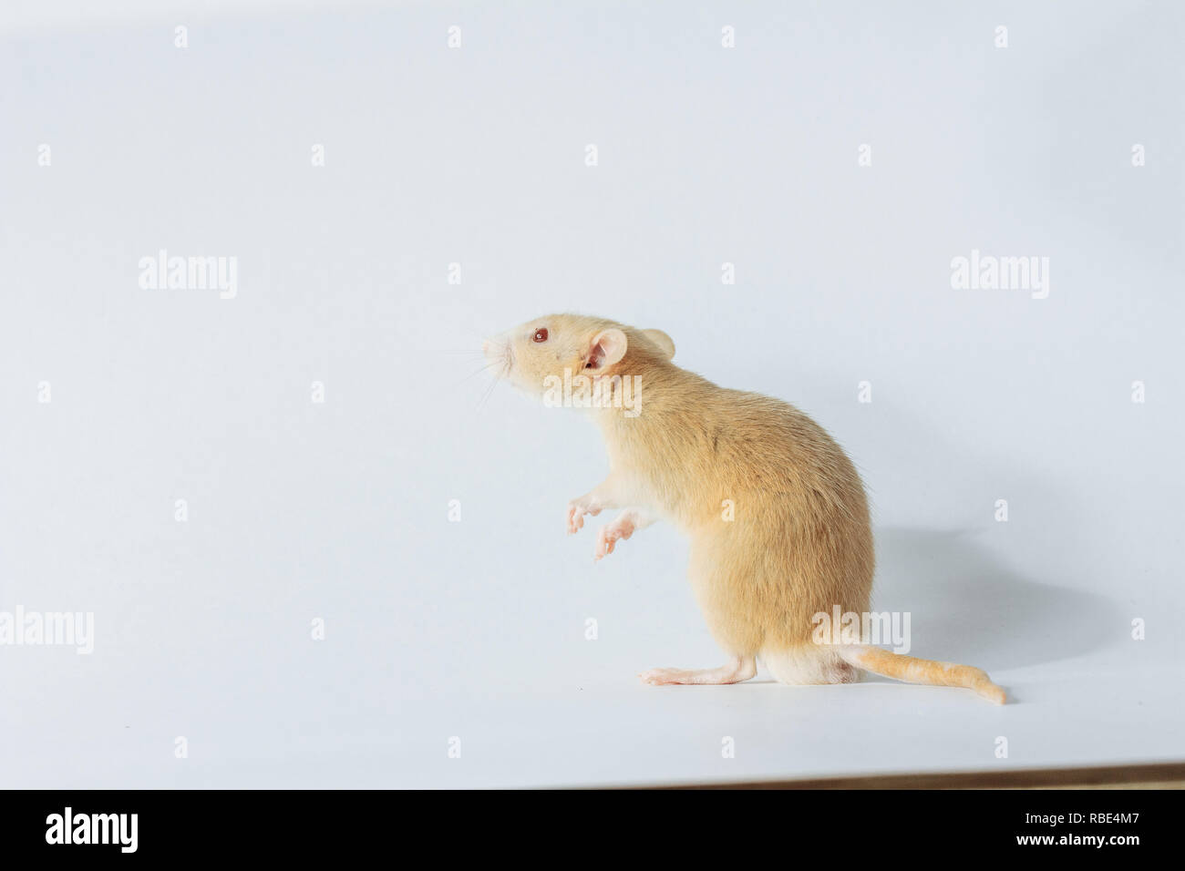 white laboratory rat mouse with red eyes isolated on white background ...