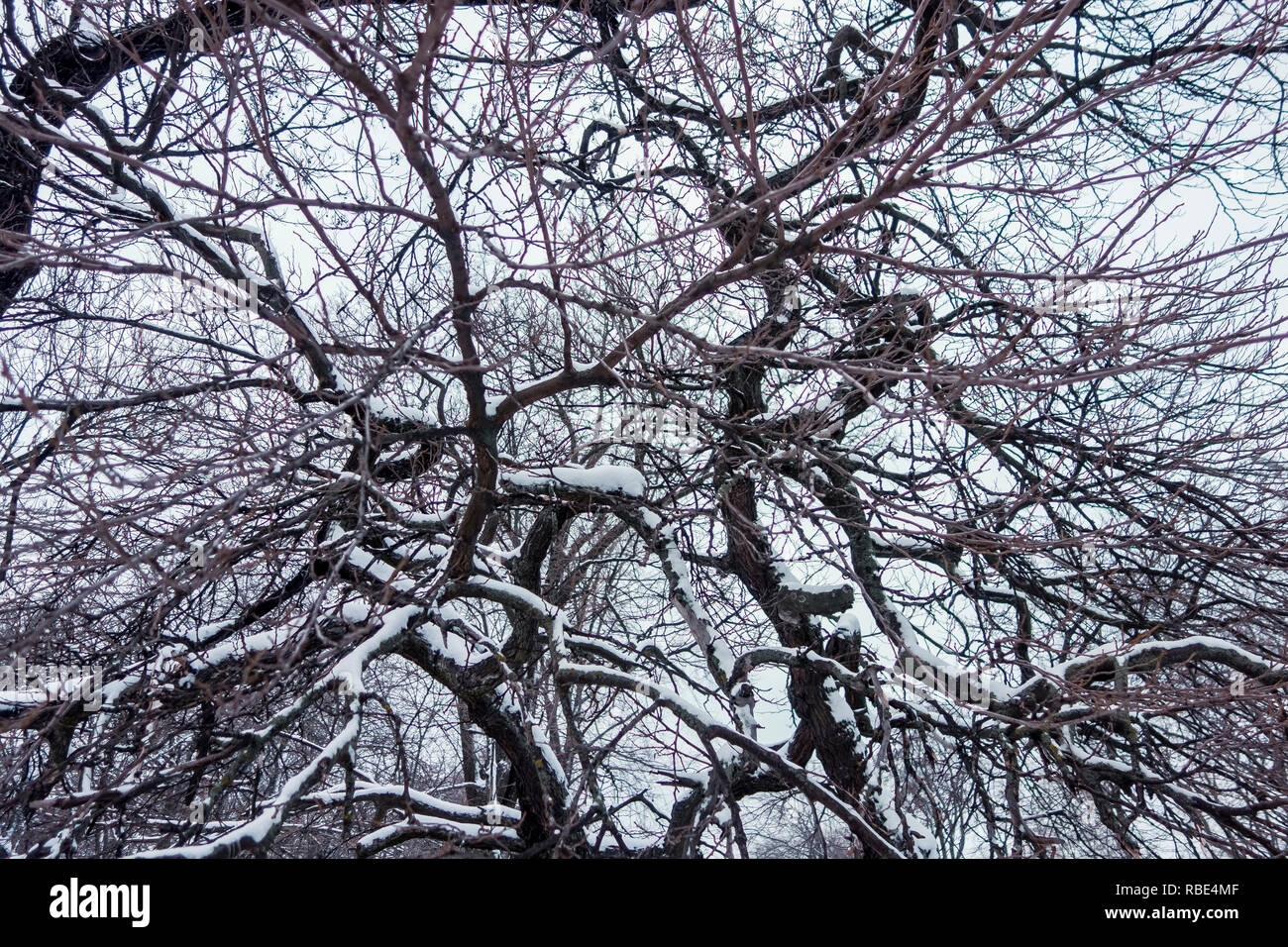 Branches of a snow-covered tree shot from the bottom up Stock Photo - Alamy