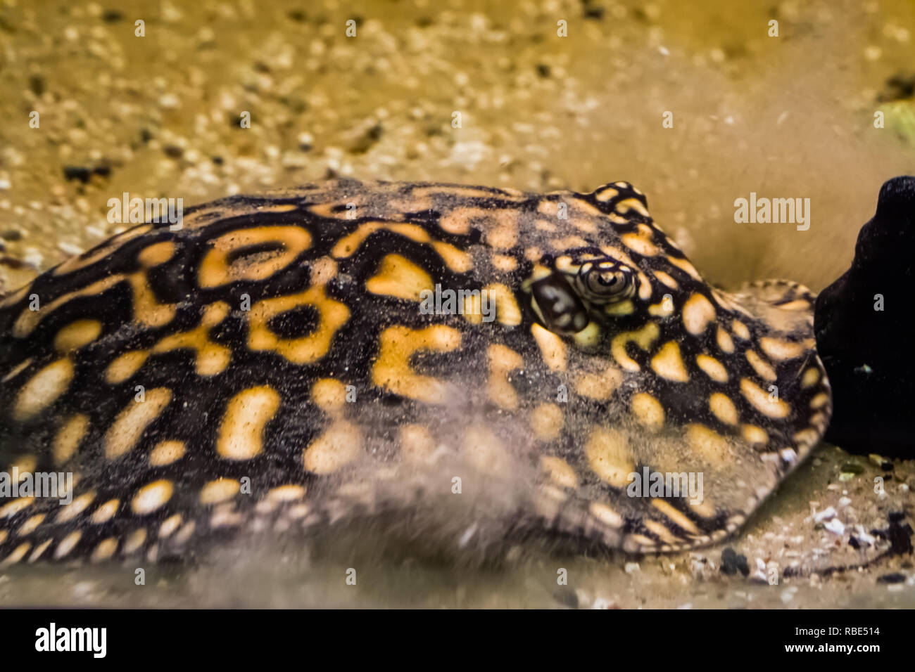 black stingray digging in the sand to camouflage and hide away ...