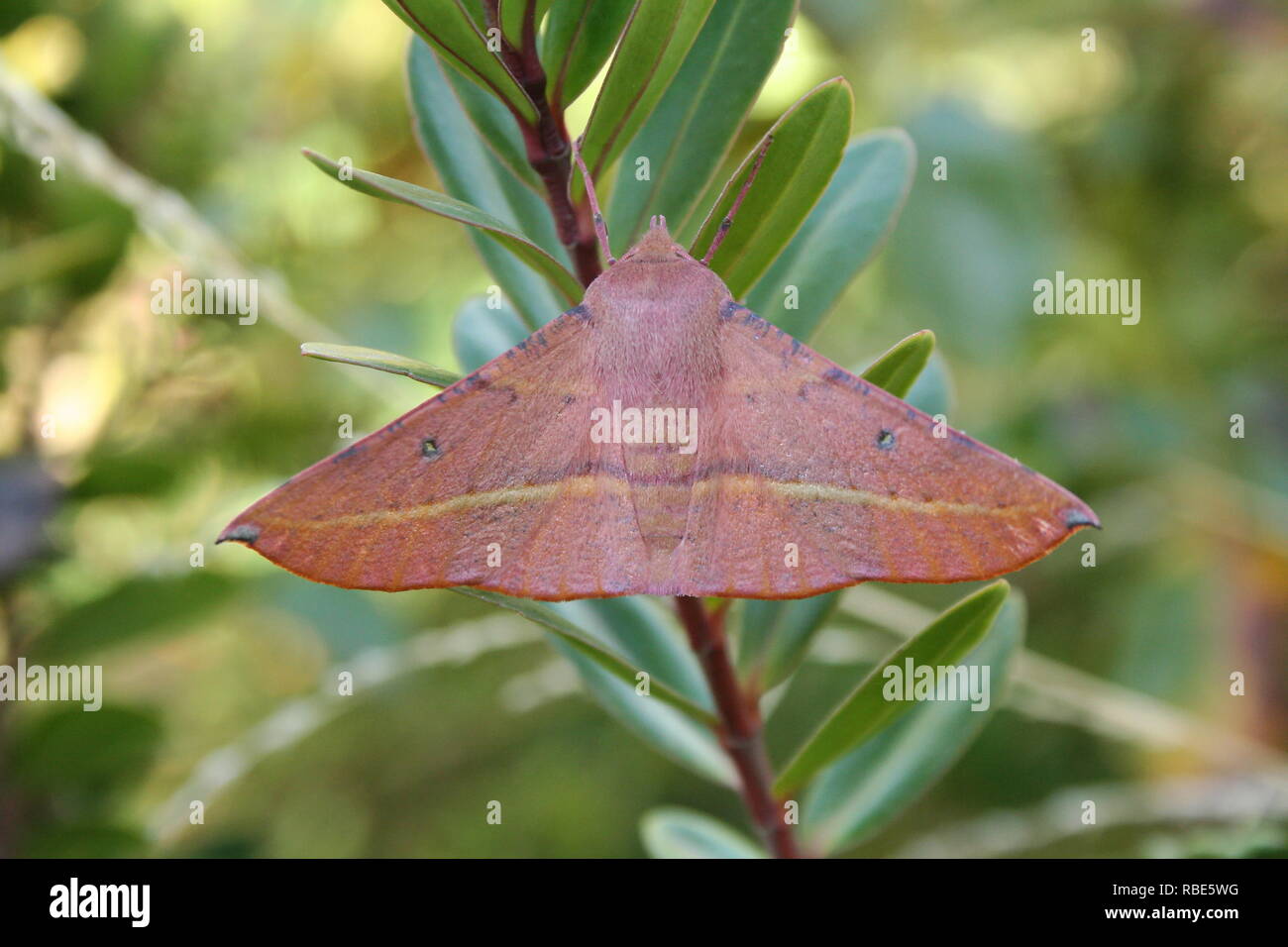 Pink bellied moth caterpillar hi-res stock photography and images - Alamy