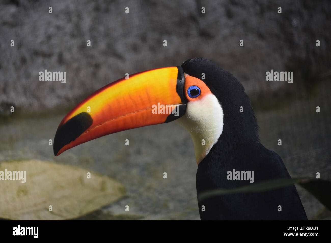 Cute toucans hi-res stock photography and images - Alamy