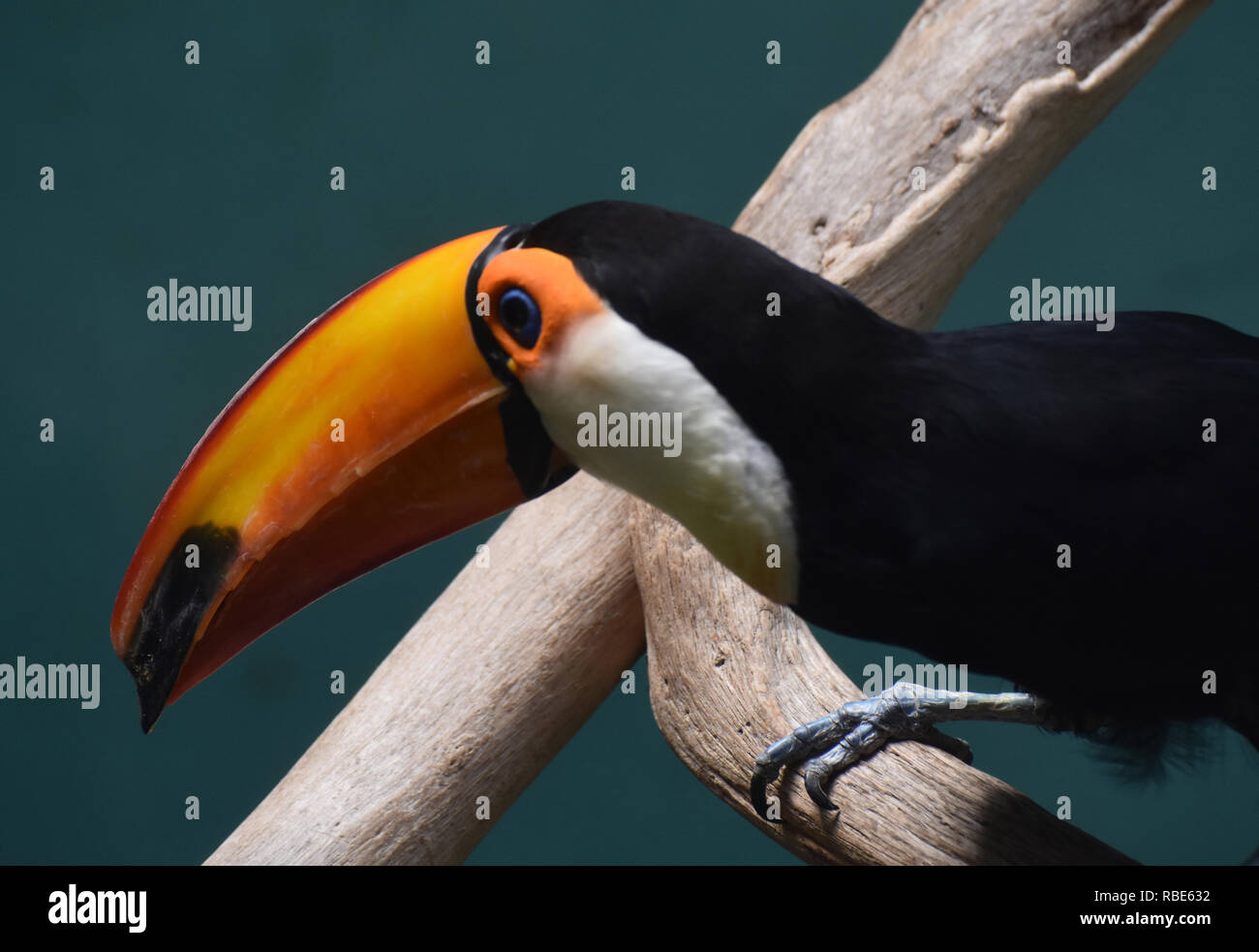 Toucan with a brilliant orange bill Stock Photo - Alamy