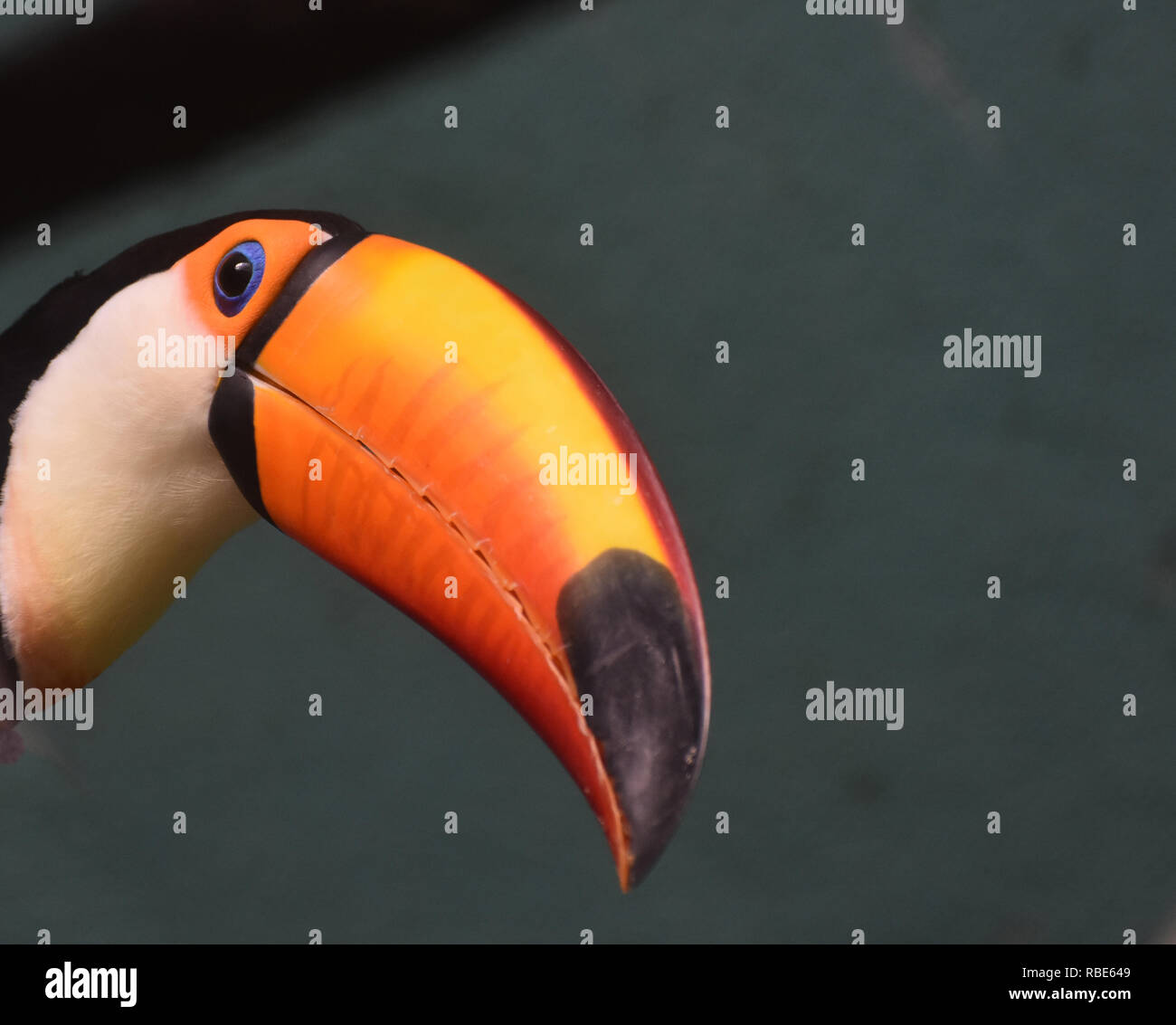 Toco toucan birds face hi-res stock photography and images - Alamy