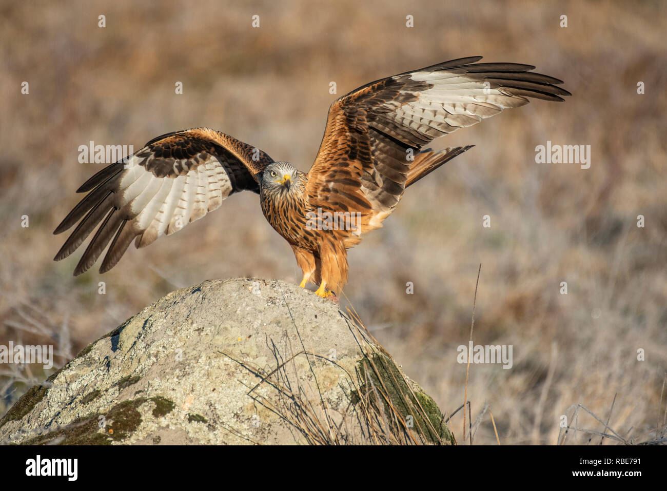 Hunter Red Kite High Resolution Stock Photography and Images - Alamy