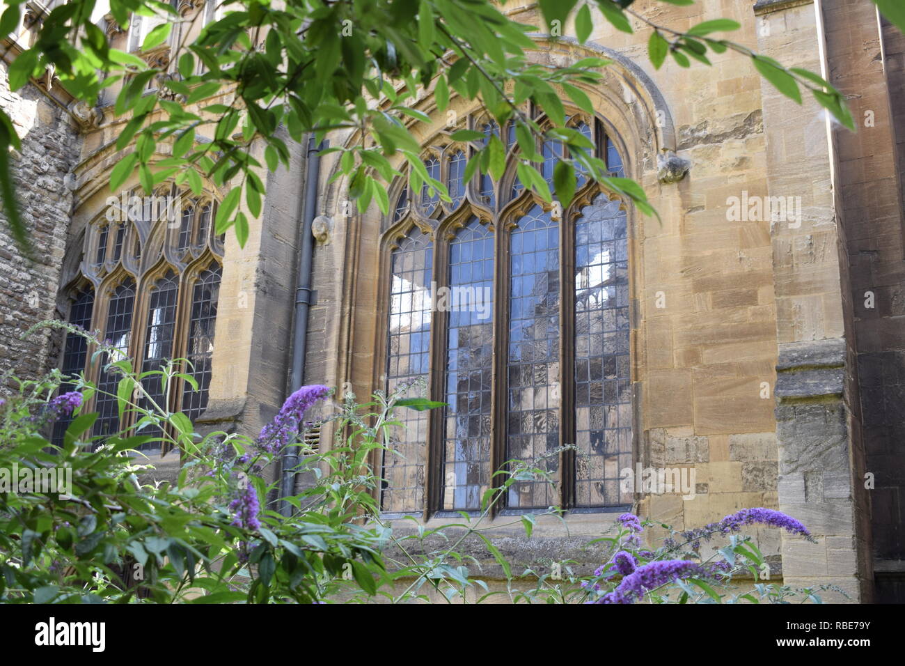 Window of Oxford University Church with Wisteria Stock Photo - Alamy