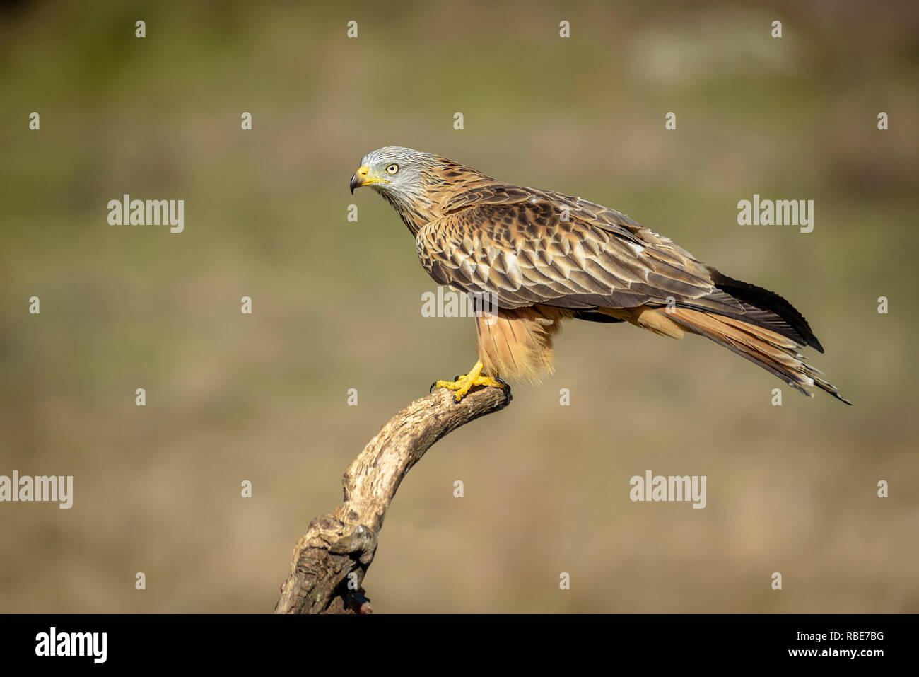 Real Predator High Resolution Stock Photography and Images - Alamy