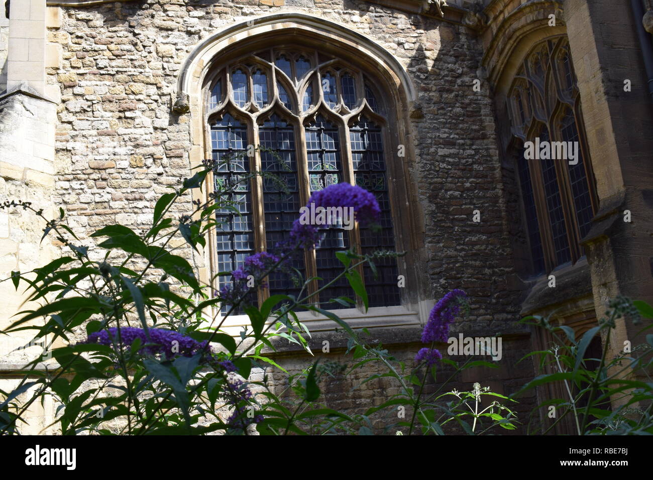 Window of Oxford University Church with Wisteria Stock Photo - Alamy