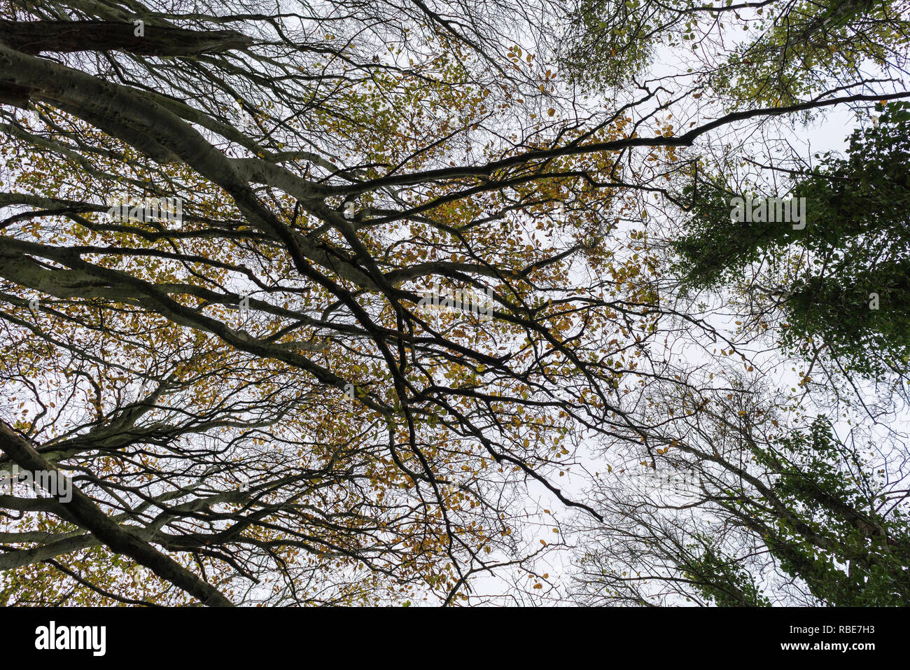 A detailed canopy of trees covers the sky in Firston Forest, East ...