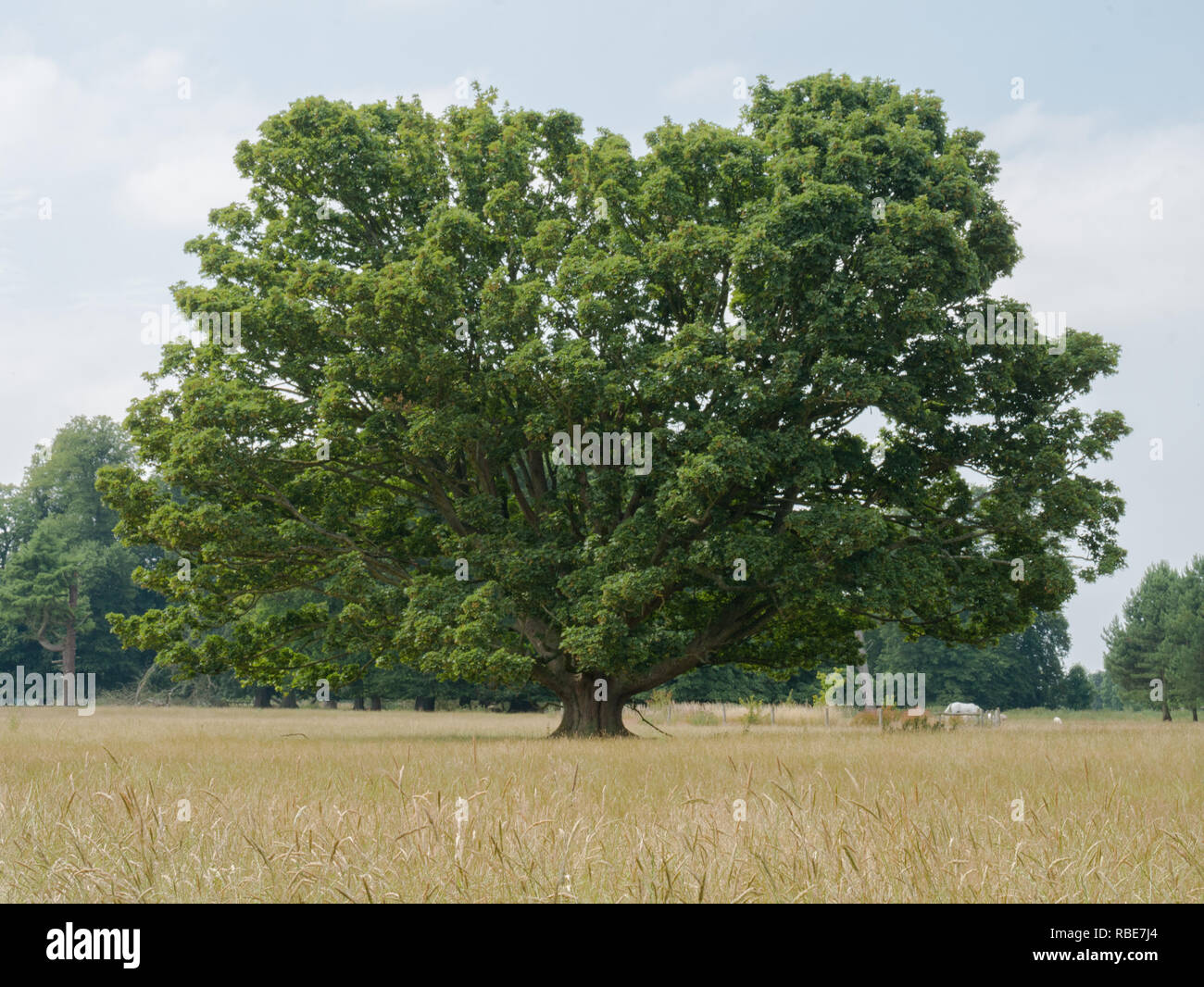 Iconic oak tree hi-res stock photography and images - Alamy