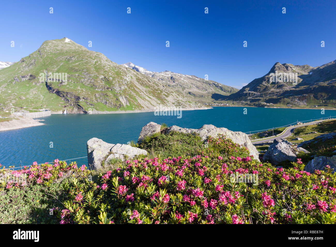 Rhododendrons frame the blue water of the lake Montespluga Chiavenna ...