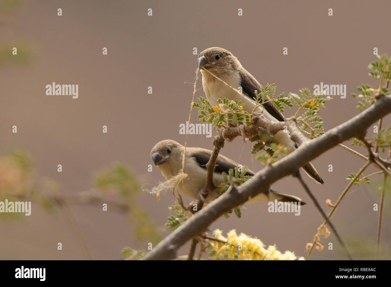 African Silverbill / Euodice cantans Stock Photo - Alamy