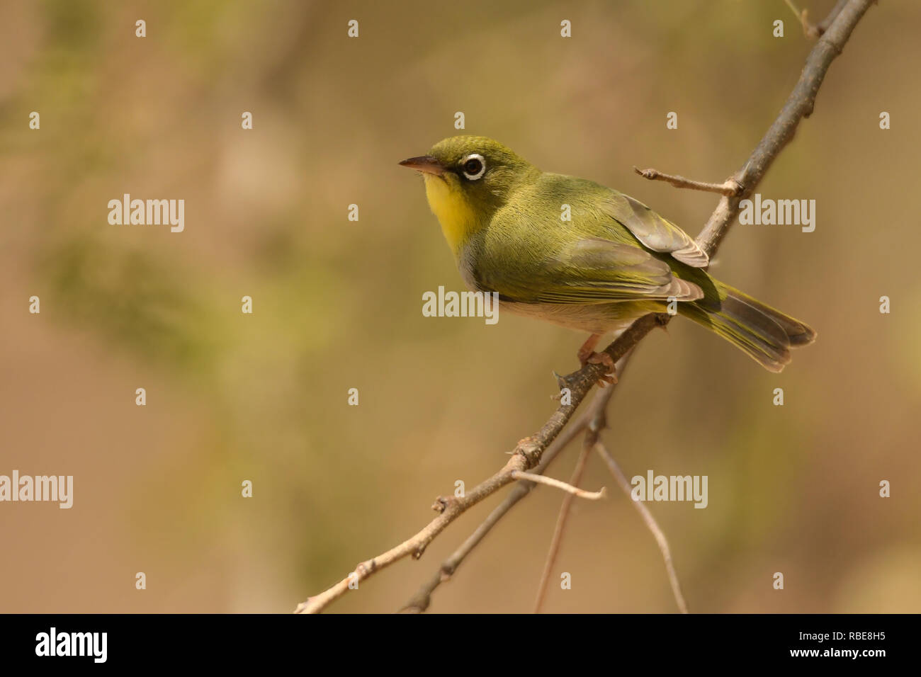 White-breasted White-eye (Abyssinian White-eye) / Zosterops abyssinicus ...