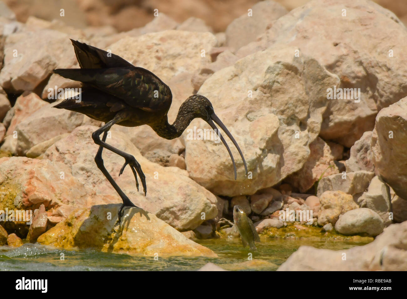 Bird hunting for fish hi-res stock photography and images - Alamy