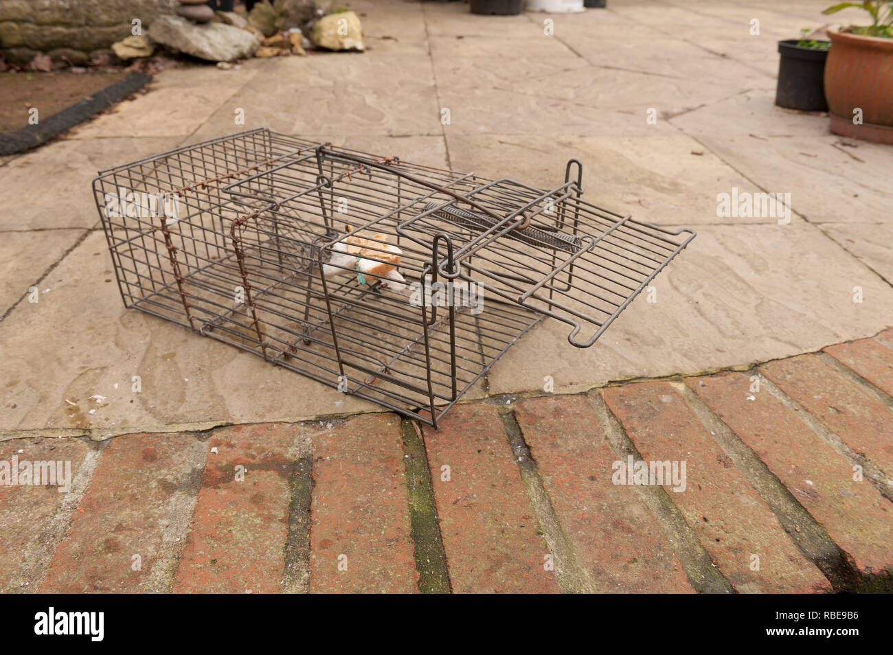 Baited live trap hi-res stock photography and images - Alamy