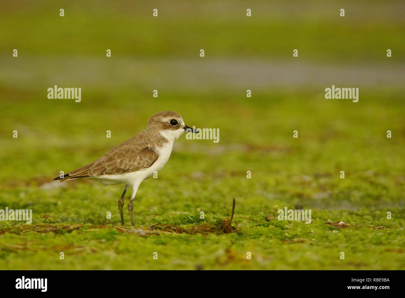 Lesser sand plover hi-res stock photography and images - Alamy