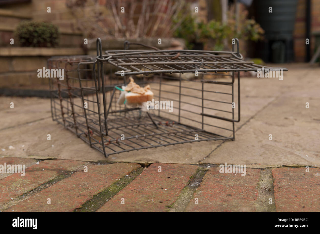 Non lethal animal trap hi-res stock photography and images - Alamy