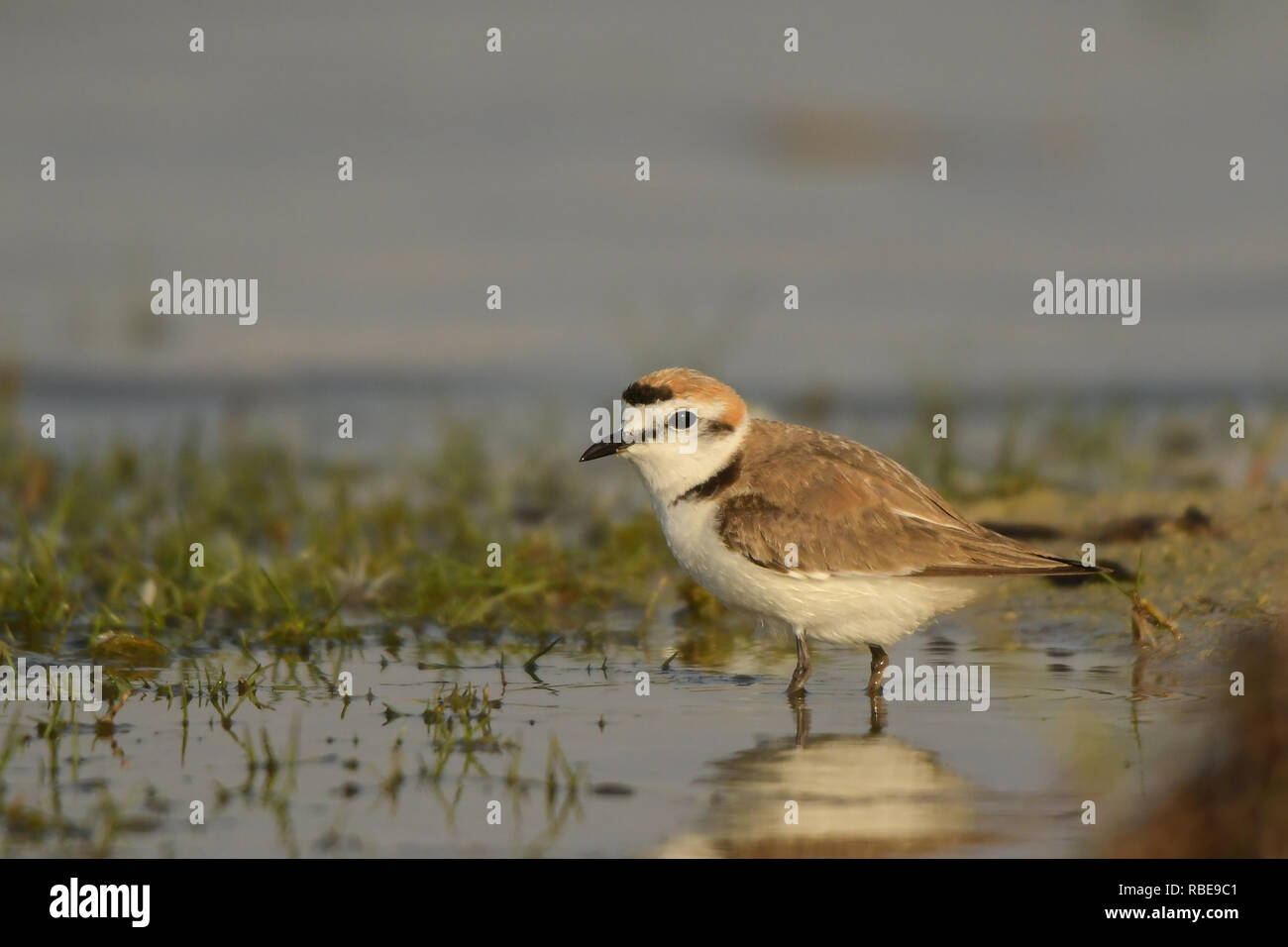 Kentish Plover / Charadrius alexandrinus Stock Photo - Alamy