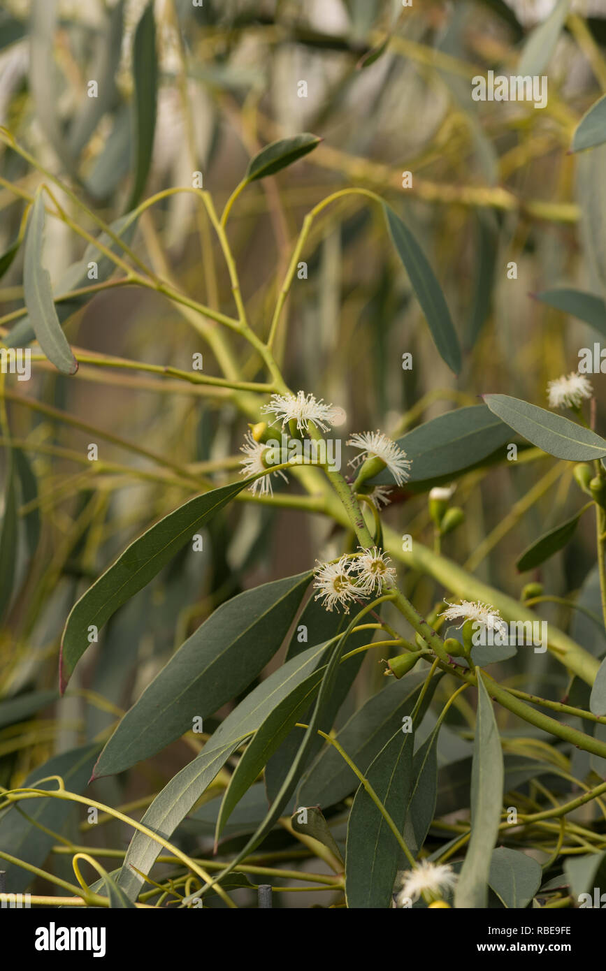 Winter flowering Eucalyptus tree, gum trees, Eucalyptus gunnii, flowers ...