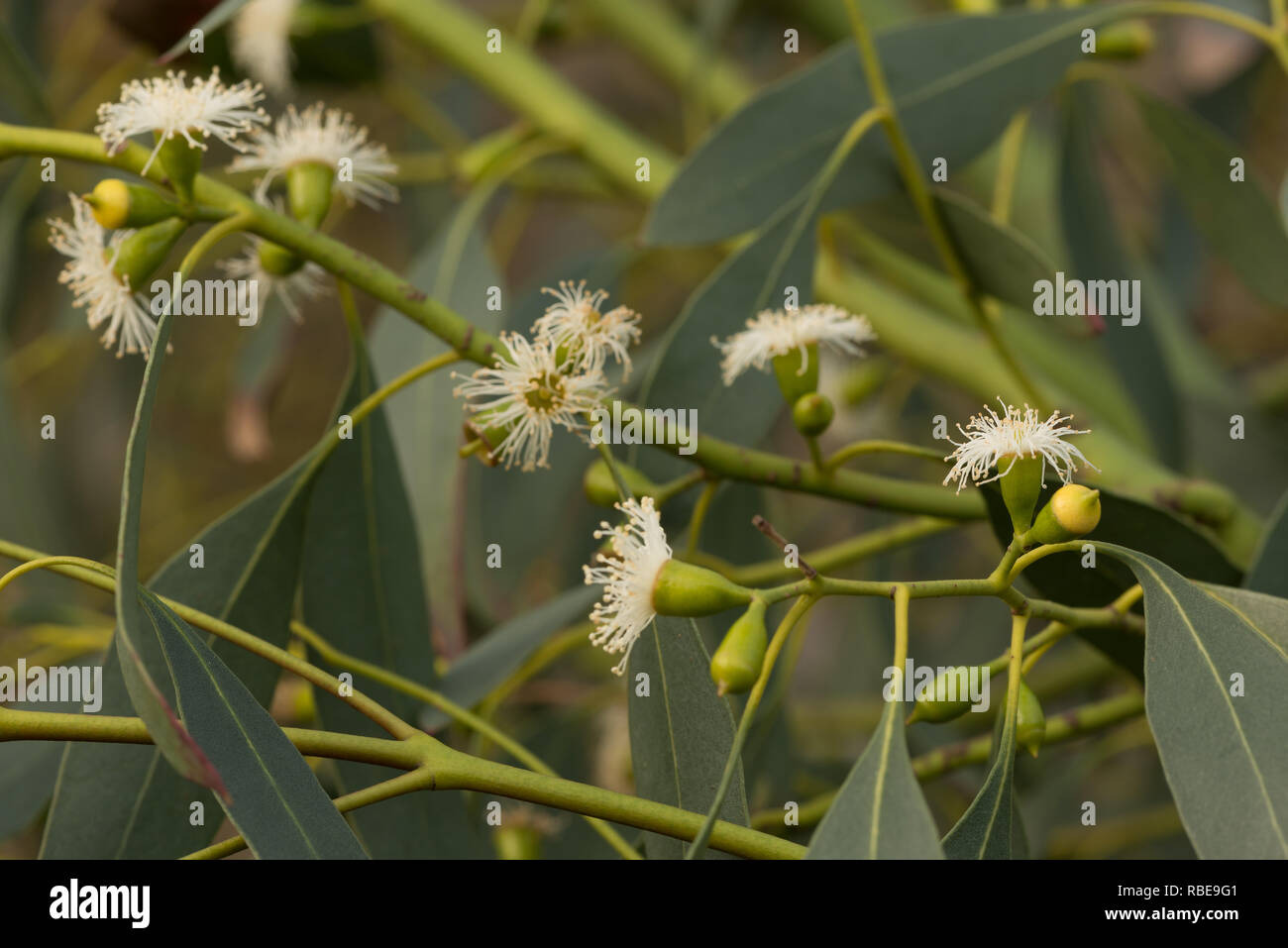 Winter flowering Eucalyptus tree, gum trees, Eucalyptus gunnii, flowers ...